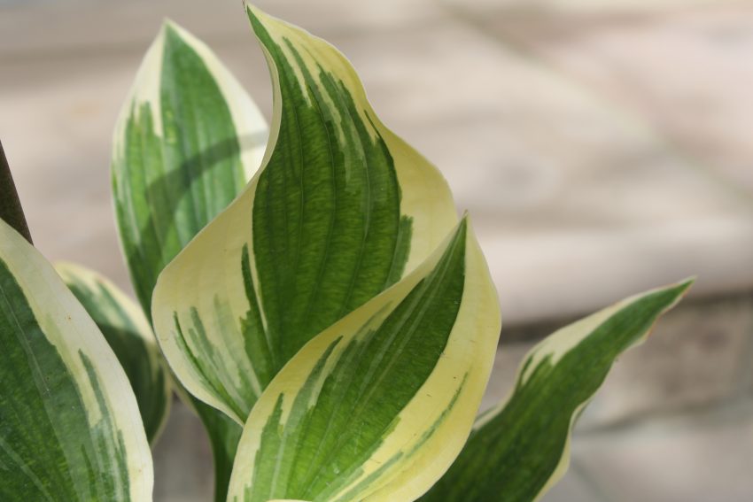 Hosta Don Stevens 2L - Kings Landscaping