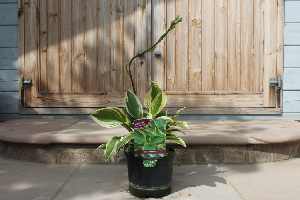 Hosta Don Stevens 2L - Kings Landscaping